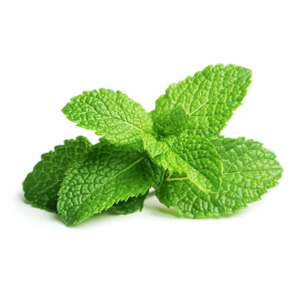 Natural Menthol | Food Flavouring Concentrate
