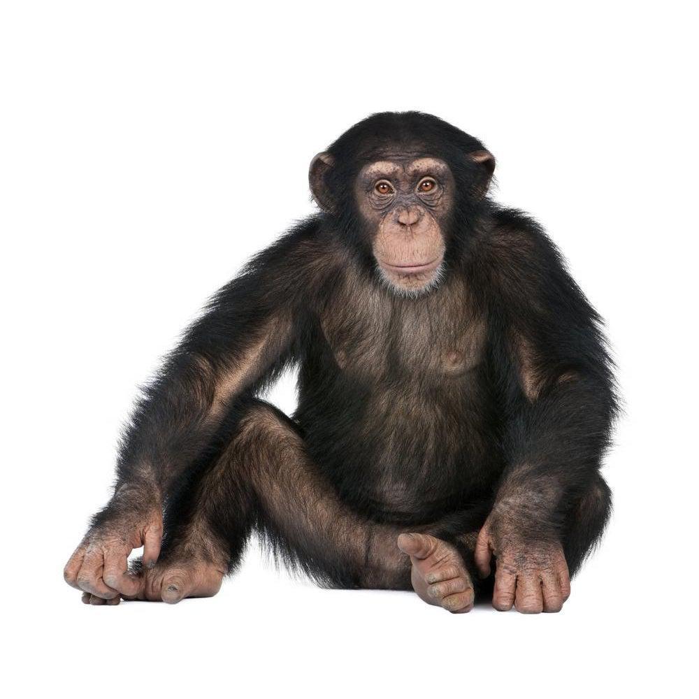 FW Monkey Fart food flavouring concentrate